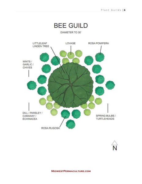 Plant Guilds | Midwest Permaculture