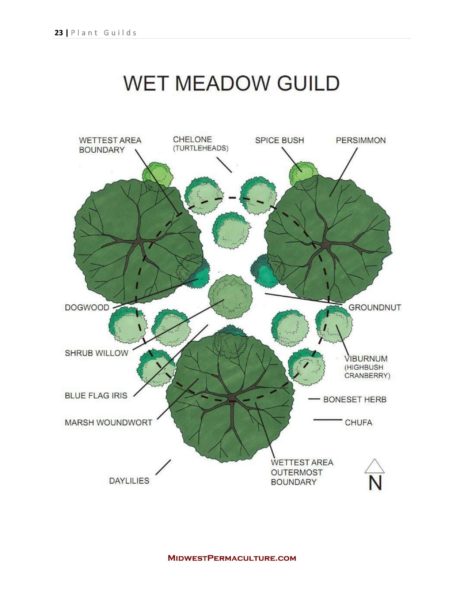 Plant Guilds | Midwest Permaculture